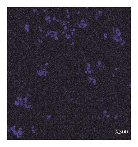 Scanning Microscopy Through Dapi Stained Cells The Mcf 7 Cells Were Download Scientific