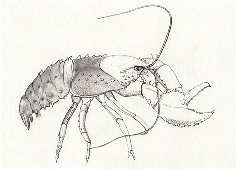 Crayfish Sketch At PaintingValley Explore Collection Of Crayfish Sketch