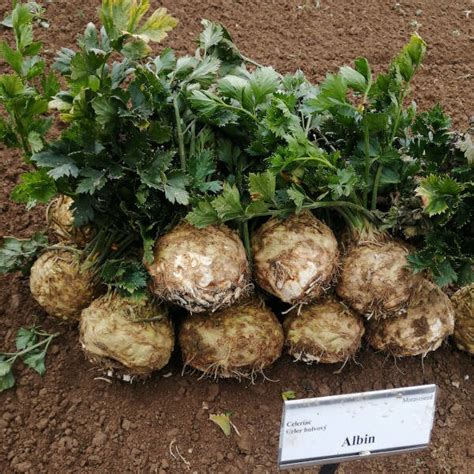 Seler Korzeniowy Albin Tomato Nasiona Holenderskie