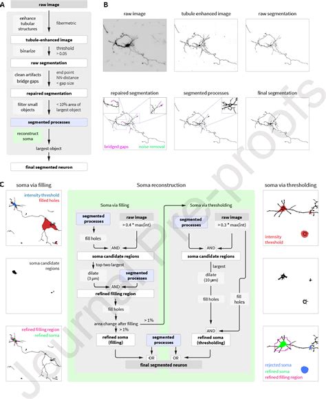 Figure 2 From Automated Analysis Of Neuronal Morphology In 2d