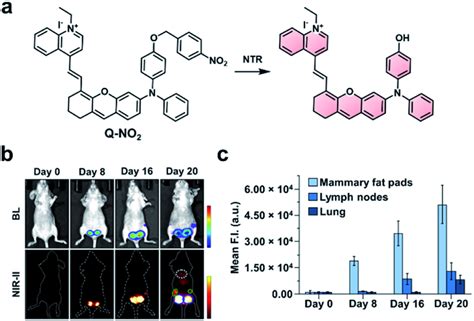 Nir Ii Probe Q No2 For Ntr Activity In Metastatic Breast Cancer