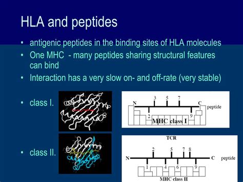 Ppt Hla And Antigen Presentation Powerpoint Presentation Free Download Id 1080239