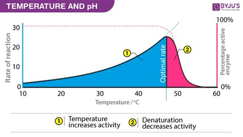 Enzymes Structure Classification And Function