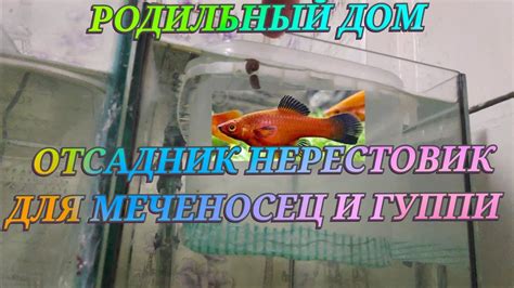 ОТСАДНИК Нерестовик для ЖИВОРОДЯЩИХ Аквариумных рыбок Меченосец Гуппи ...