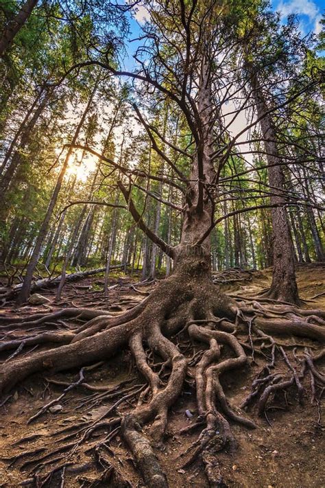 Grandfather Tree In Cochrane Stock Image Image Of Sunlight Forest 281513013