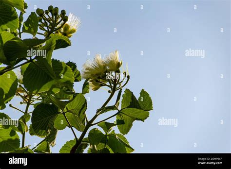 Flowered Pequi Tree Flowers On The Pequi Tree Pequi Is A Typical