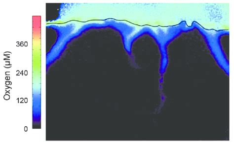 A Two Dimensional Image Of The Oxygen Variability At The Sediment Water Download Scientific