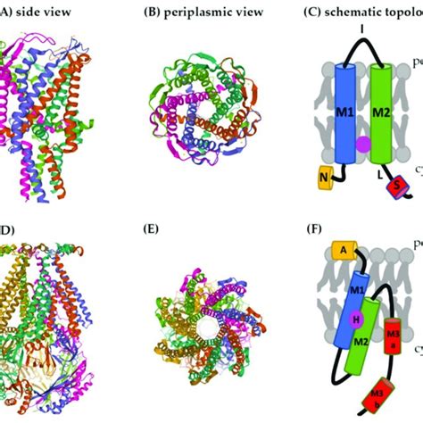 Structures Of Mscl And Mscs The Structure Of Mt Mscl A C Was Derived