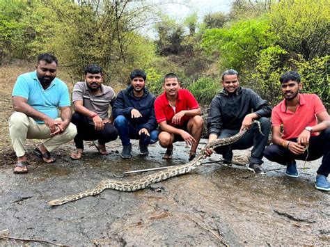 8 Feet Indian Python Found Kamshet Rescue By Forest Department Pune