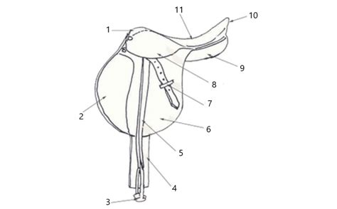 Saddle Label 1 Diagram Quizlet