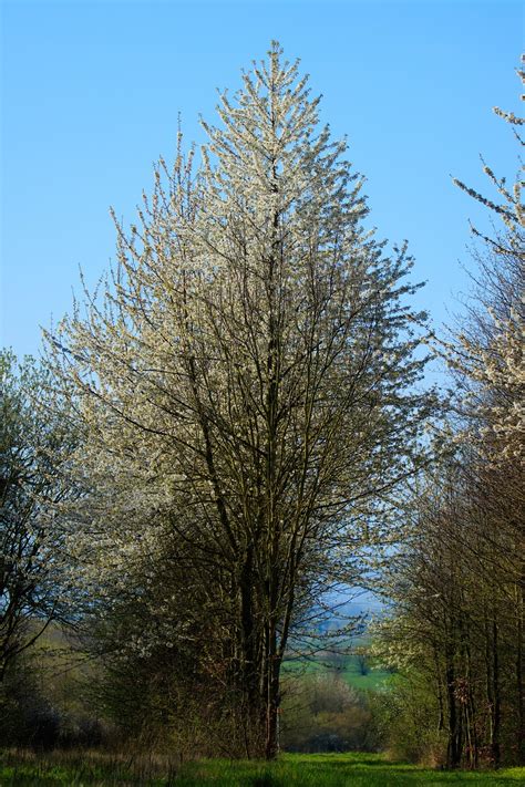 Tree Bloom Spring Free Photo On Pixabay Pixabay