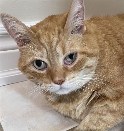 15 Yo Cat Eye Was Fine An Hour Ago And Now The Lid Is Protruding In