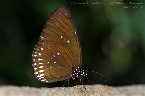 Euploea Modesta Modesta Plain Blue Crow ผีเสื้อจรกาฟ้าป่าต่ำ