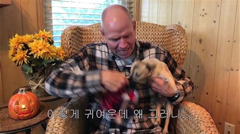 강아지에게 할로윈 코스튬 입히기 더빙 Youtube