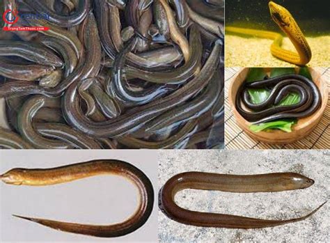 Con Lươn (Monopterus albus Zuiew)- Động vật có nhiều công dụng trong Đông y