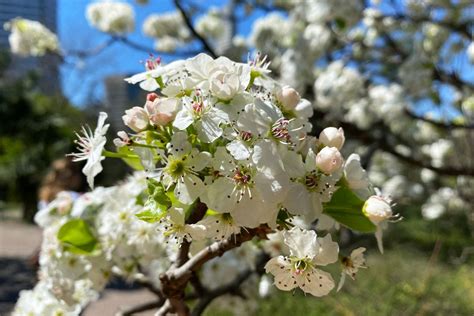 Pyrus Calleryana A Guide To The Callery Pear Ultimate Backyard