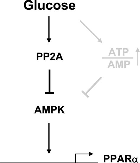 Proposed Model For Glucose Induced Repression Of Ppar Gene Expression
