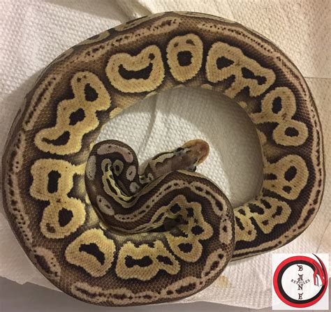 Underrated Morph Ball Pythons MorphMarket Reptile Community