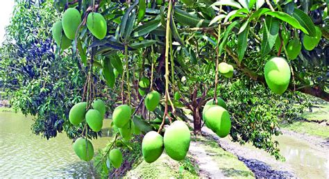 Bad Weather Affects Mango Production The Asian Age Online Bangladesh
