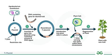 Ti Plasmid Features Diagram And Uses Geeksforgeeks