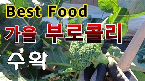 텃밭농부 1294 Best Food 가을 부로콜리 수확 부로콜리재배 Youtube