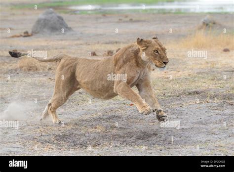 African Lion Running Speed