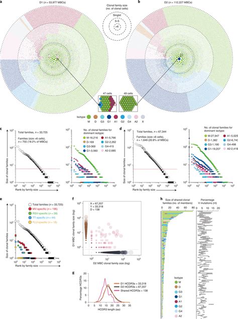 Clonal Structure Of The Memory B Cell Pool And Convergent Download Scientific Diagram
