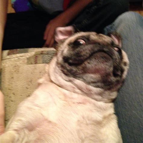 Sexy Pug By Xxskuldxx On Deviantart