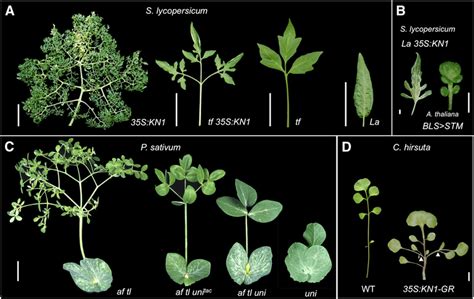 Genetic Regulation Of Compound Leaf Patterning Download Scientific