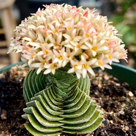 Crassula Buddhas Temple Templul Lui Buddha Suculentă Geometrică