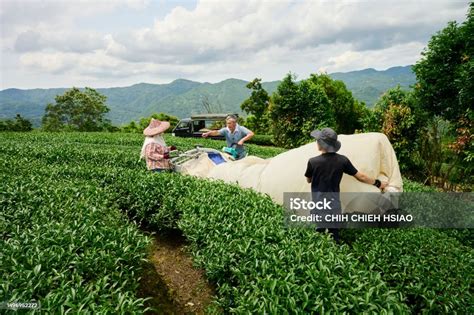 차 농장에서 현대적인 장비 기계로 찻잎을 줍는 아시아 농부 대만에 대한 스톡 사진 및 기타 이미지 대만 농장 차 작물 Istock