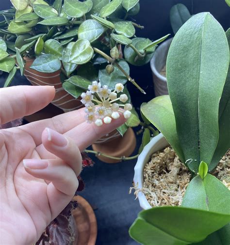 First Hoya Blooms Ever 🥳 Rhoyas