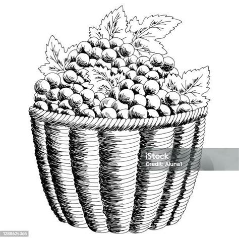 포도 바구니 베리 그래픽 블랙 화이트 고립 된 스케치 일러스트 벡터 개체 그룹에 대한 스톡 벡터 아트 및 기타 이미지 개체