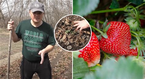 Що робити з полуницею навесні топ 3 найважливіших секрети багатого врожаю Читайте на Ukr Net