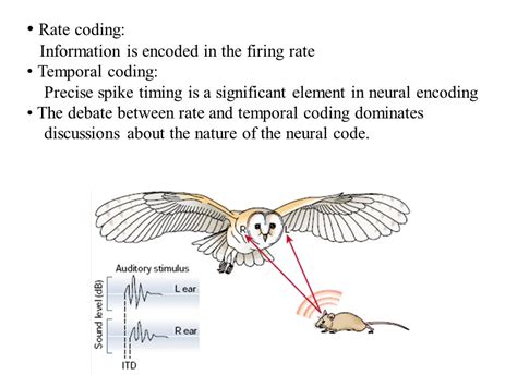 Lecture 9 Neural Coding 2 Ppt Video Online Download