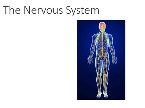 The Nervous System Teaching Resources