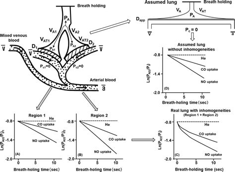Functional Inhomogeneities In A Lung Model With Two Acinar Regions P A