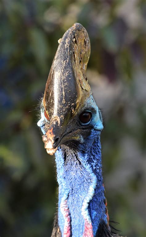 Kasuaris Pairi Daiza