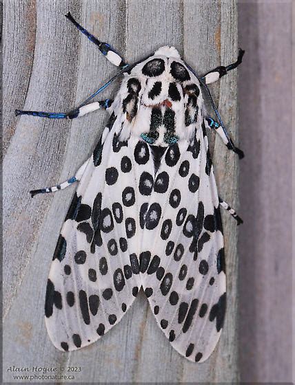 Hypercompe Scribonia Bugguide Net
