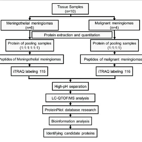 Workflow Of The Proteomic Strategy Download Scientific Diagram