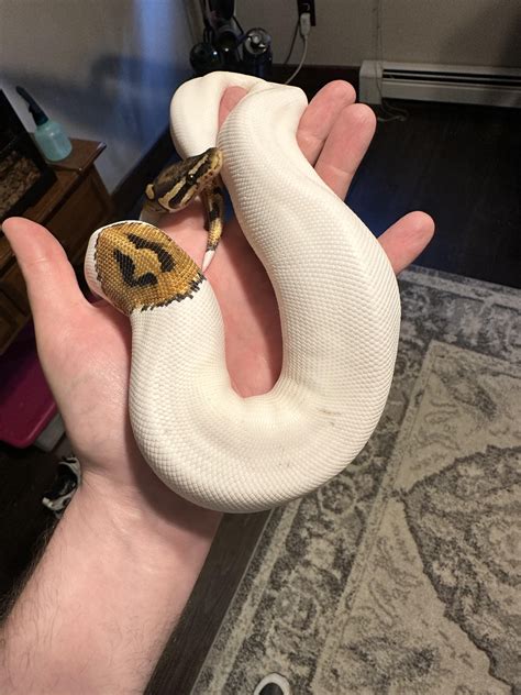 Is My Ball Python Okay Some Scales Are Bent At The Tips It Seems Or