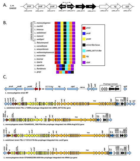 Bioinformatic Analysis Of The Ci Cro Like Locus A Schematic