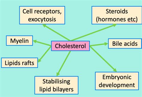 Simvastatin Flashcards Quizlet