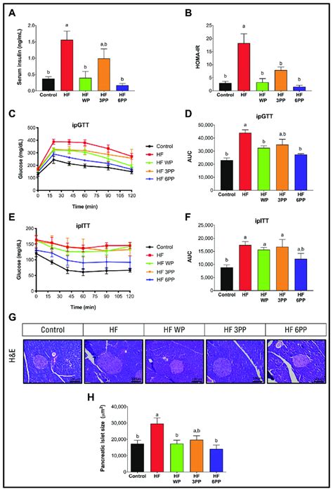 Glucose Tolerance Insulin Sensitivity And Pancreatic Islet Size A