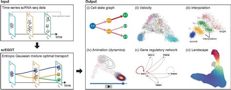 Computational Tool Maps Cell Differentiation With Precision And