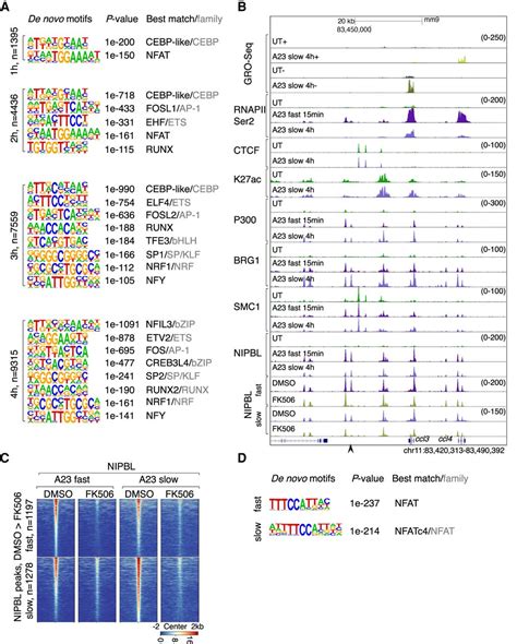 Calcium Signaling Instructs Nipbl Recruitment At Active Enhancers And Promoters Via Distinct