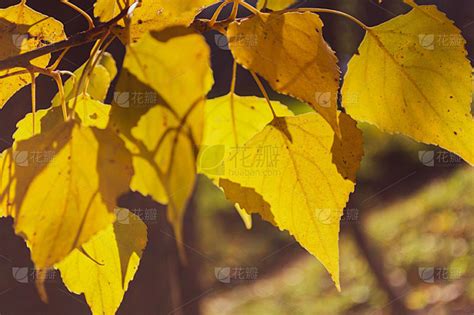 白杨树的黄叶在夕阳的照耀下。秋天的主题。