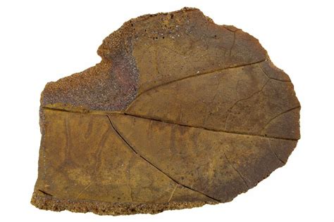 Fossil Leaf Nodule Hell Creek For Sale FossilEra Com