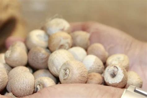 Mohit Trading Company Hassan Rass Dried Black Pepper Seeds Manufacturer And Supplier