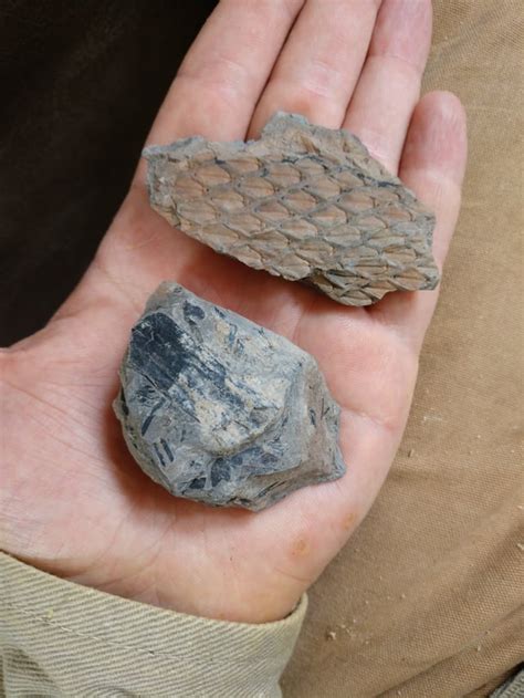 [fossil] Lepidodendron — Also Known As Scale Tree — Is An Extinct Genus Of Primitive Vascular
